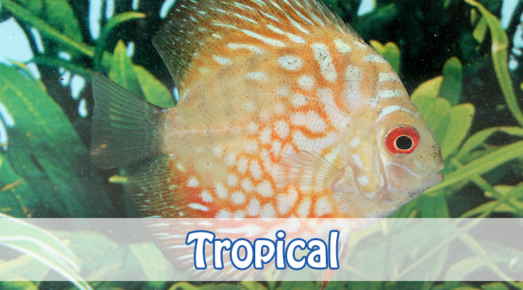 Tropical Fish Foods