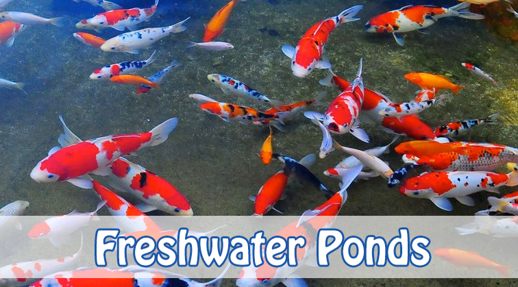 Freshwater Ponds
